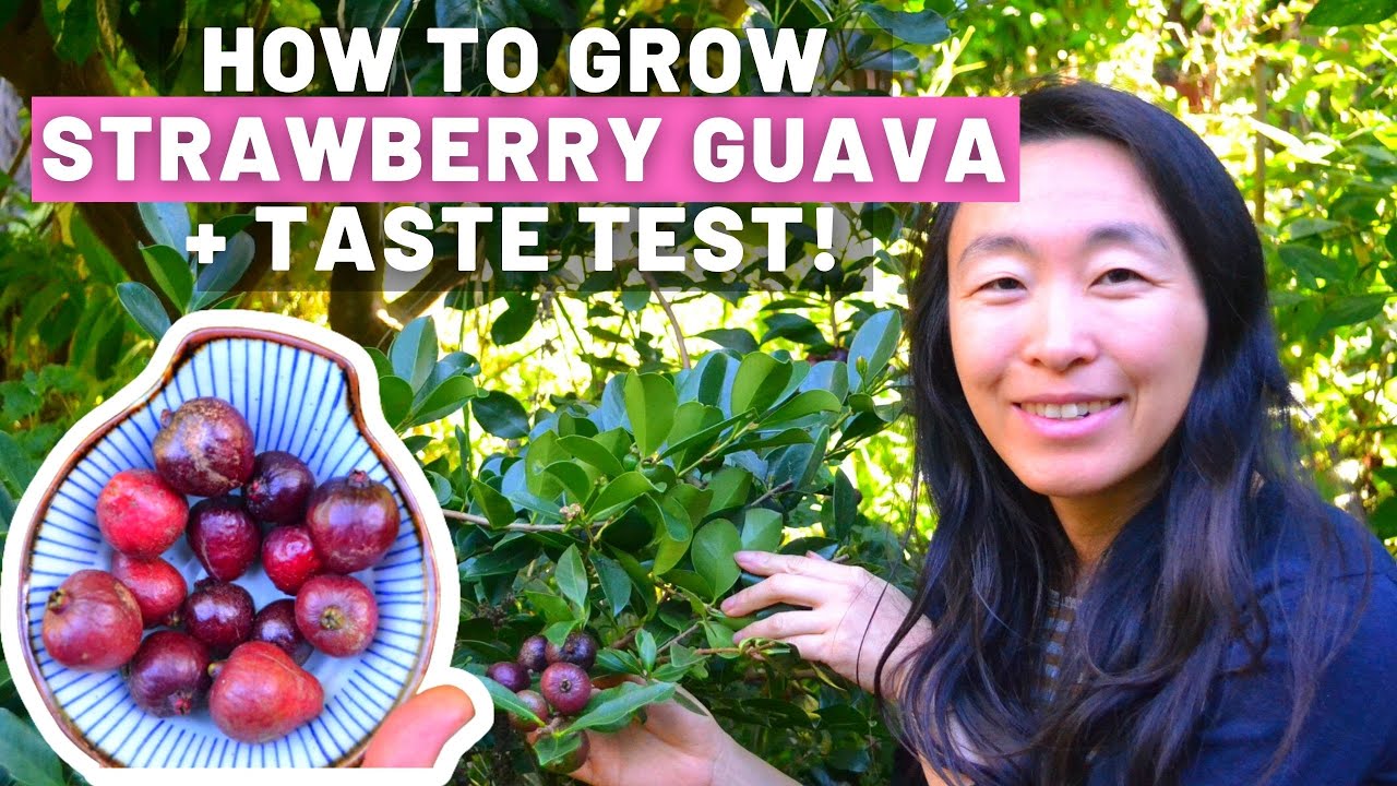 How to grow Strawberry Guava + Taste test | Backyard Foodforest | Delicious, hardy and disease-free!