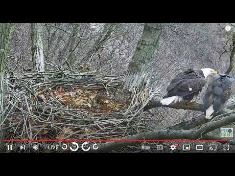 Hays Mom and Dad Mate on Nest branch 2023 01 20 1539