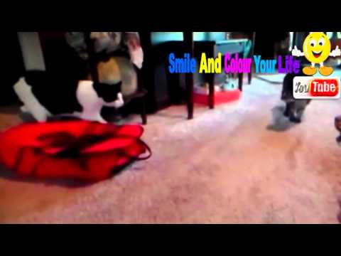 Cats Scared of Stuffed Bobcat