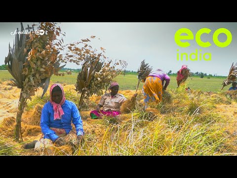 Vetiver Grass - Wholesale Price & Mandi Rate for Vetiver Plant in India