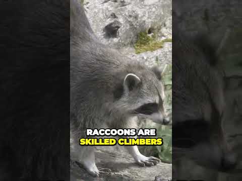 You Didn't Know This About Racoons Until Now!