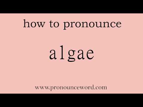 algae: How to pronounce algae in english (correct!).Start with A. Learn from me.