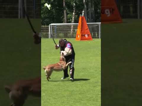 CACIT Poland 2025 Hype iz Gratsiano