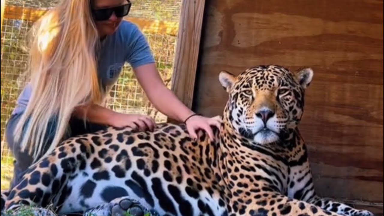 TANK TIME HUGE JAGUAR