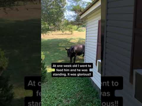 Pet bull communicating with his human.