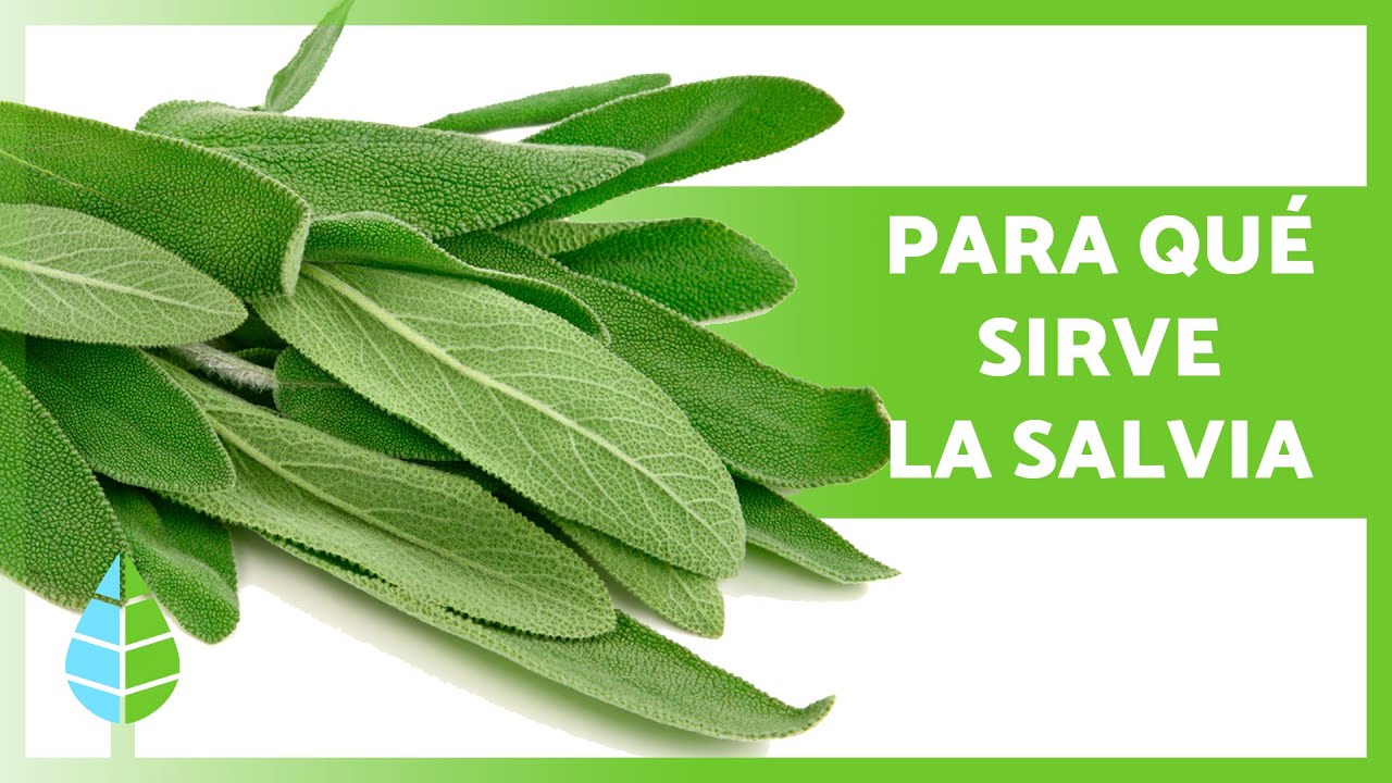 Benefits of Sage 💜 (Properties, Uses and Applications)