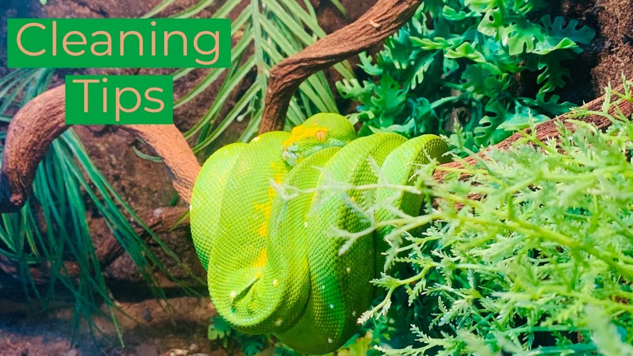 Reptile Cleaning Tips!