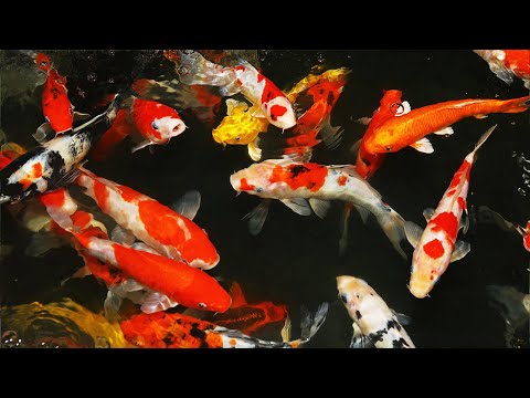 9 Fun & Interesting Facts About Koi Fish