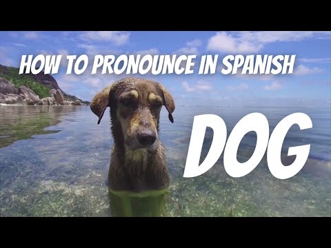 Learn how to say DOG (perro) in Spanish
