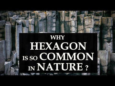Why Hexagon Are So Common In Nature