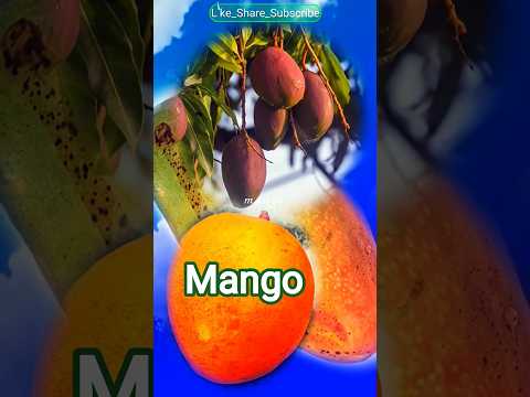 Beautiful Mango Ripe #nature #fruit #youtube #shorts #viral #trending