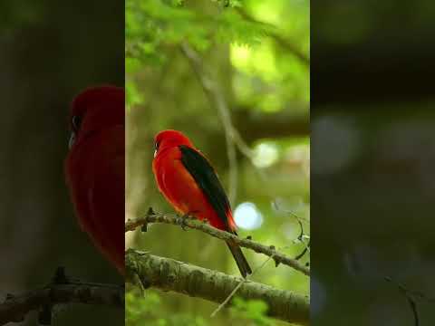 Crimson-collared Tanager