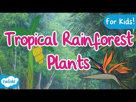 Plants of the Tropical Rainforests | Tropical Plants | Rainforests