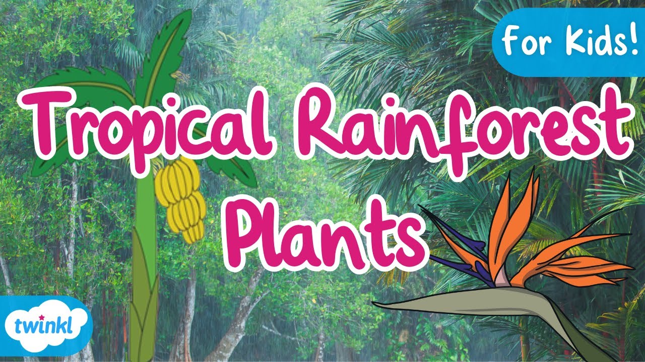 Plants of the Tropical Rainforests | Tropical Plants | Rainforests