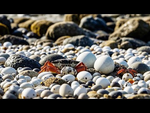 Xiao Zhang Was Shocked To Find Hundreds Of White Bird Eggs While Fishing.
