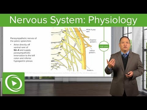 Nervous System: Physiology – Osteopathic Manipulative Medicine (OMM) | Lecturio
