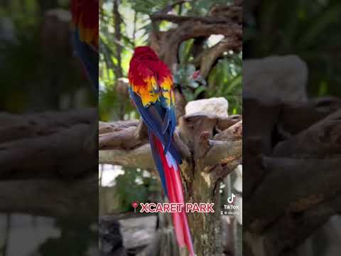XCARET PARK - definitely recommend especially if you have littles.