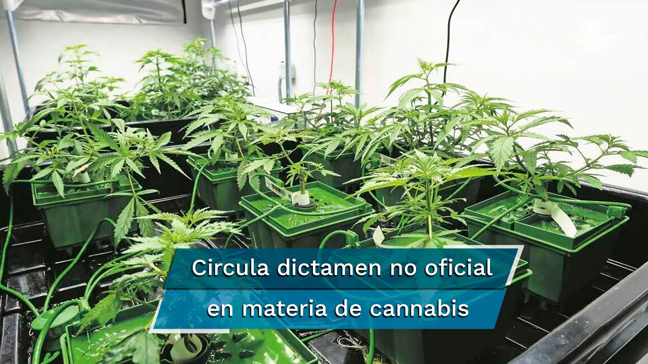 Sin consenso, dictamen de Ley Federal de Regulación de Cannabis: Monreal