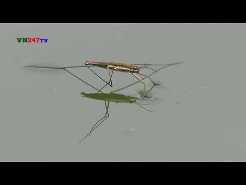 Gerris remigis, Water spider, Sundew insect that can walk on water
