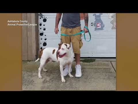 Dog spent 602 days in Ashtabula shelter before being adopted, now he needs new home