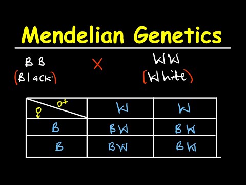 Introduction To Mendelian Genetics part 1
