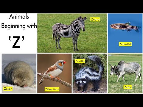 6 RARE Animals Whose Names Start With "Z" l exotic animals l unique animals l animal facts l wild