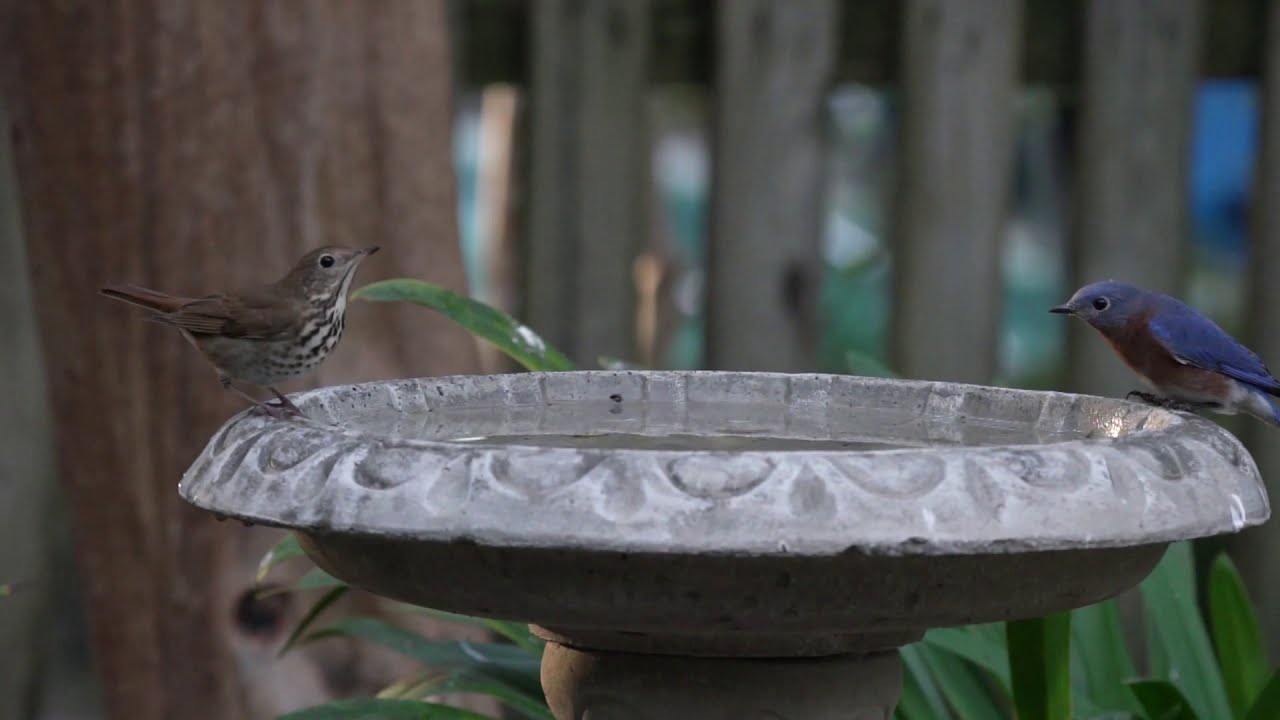 Showdown at the OK Birdbath