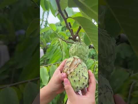 No one knows all the names of the fruits in the video.