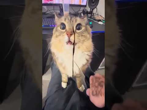meme i stole from discord #memes #discord #meme #funny #shorts #cat #cats #kitten #kitty #cute