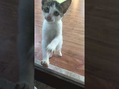 Phoebe Buffay Smelly Cat (COLD VERSION ) F.R.I.E.N.D.S.