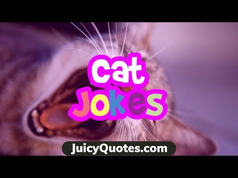 Funny Cat Jokes and Puns 2020 - Clean Jokes for any humor