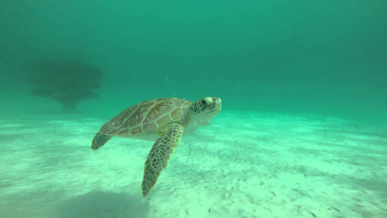 Green Sea Turtle at Navarre Beach