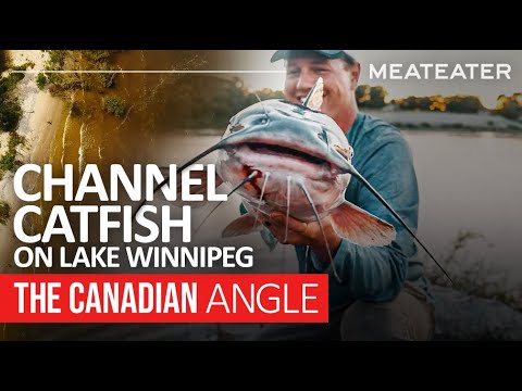 Channel Catfish on Lake Winnipeg | The Canadian Angle
