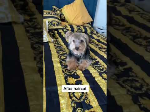 🐶 Best dog groomer in LA! #shorts