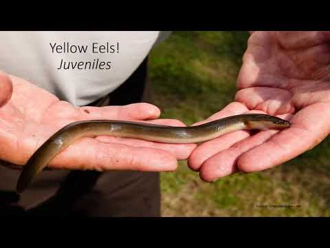 Creature Feature: All About the American Eel with Coastal Action