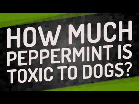 How much peppermint is toxic to dogs?