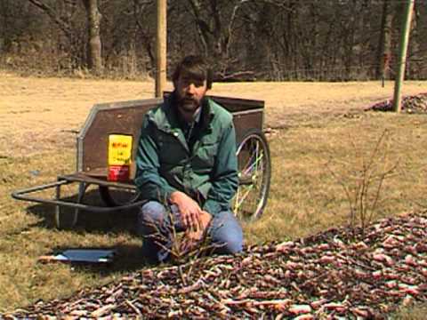 Fertilizing Blueberries