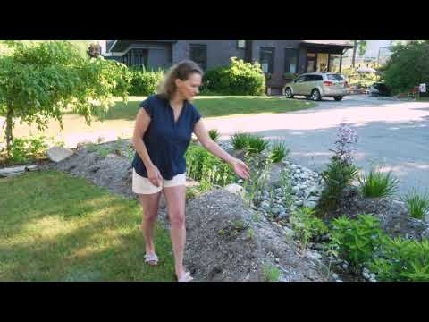 Digging In: Petoskey Rain Gardens with Jessica Shaw-Nolff