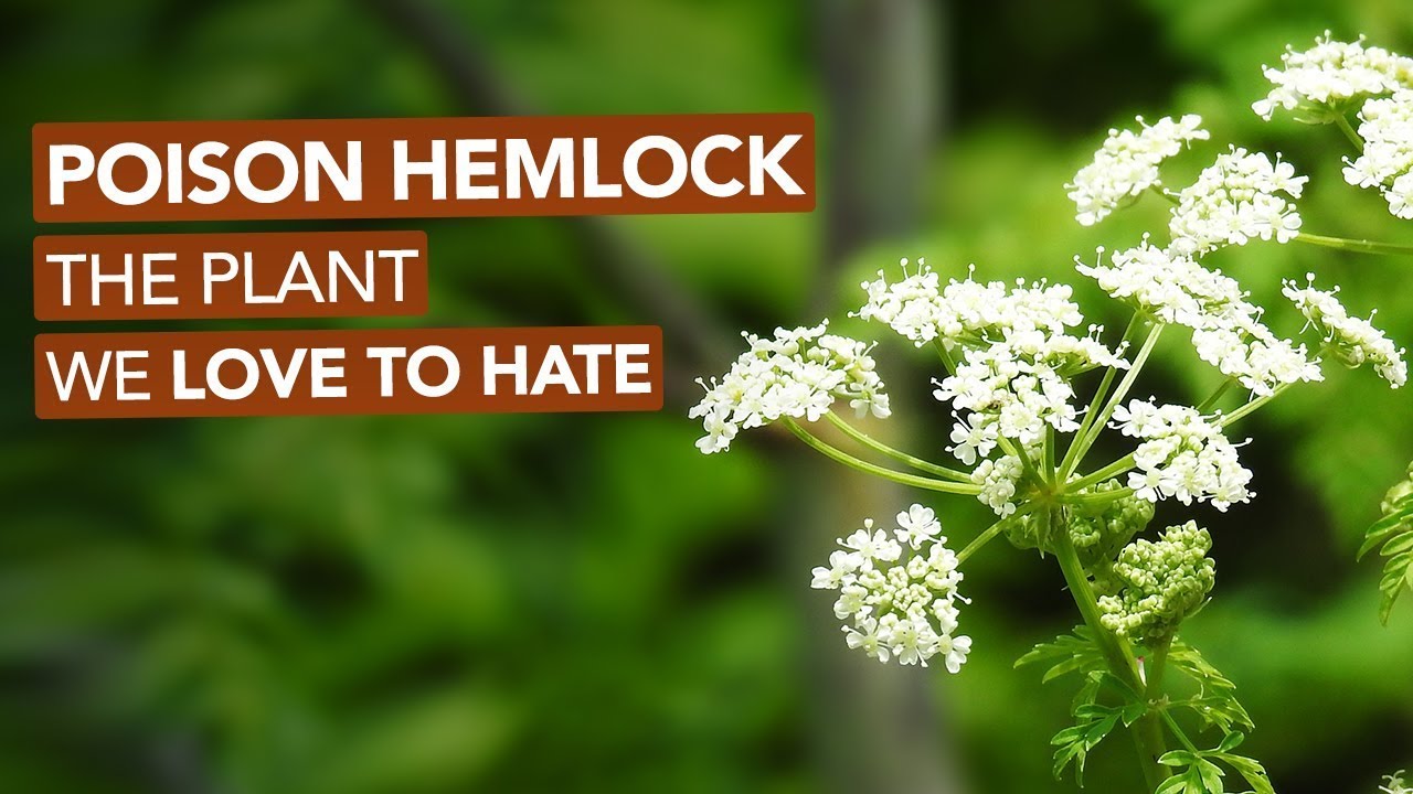 Hemlock Poisoning: Recognizing and Responding to a Deadly Plant