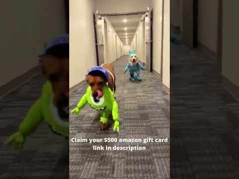 The Best Dog Gifs That Will Make You Laugh Out Loud! #shorts #shortsfeed