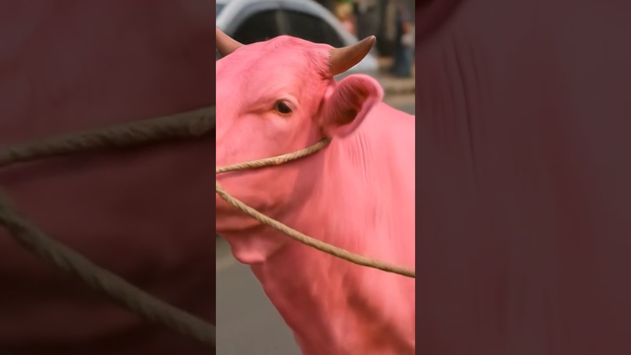 pink cow in the city 😊😊😊 #cow #pink #eid #cuty #animal #viralvideo