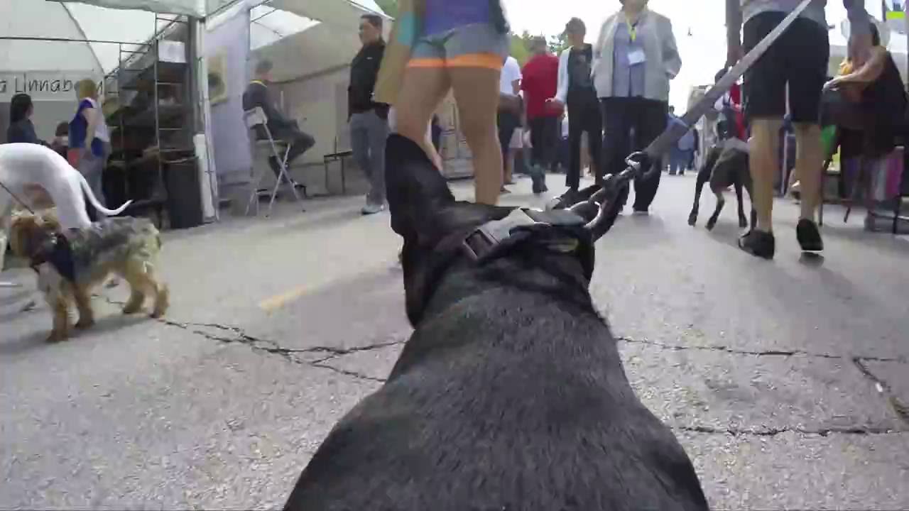 A dog's life: Ziggy the chihuahua / watermelonburrito goes to an art festival