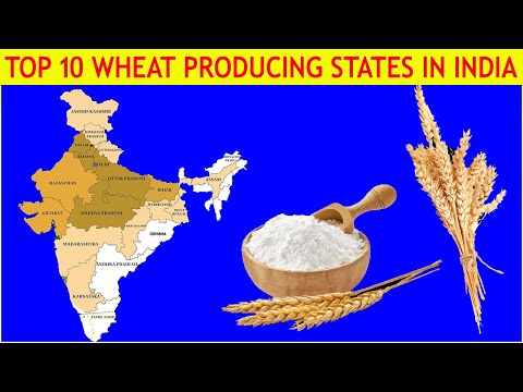 भारत में शीर्ष 10 गेहूं उत्पादक राज्य | Top 10 wheat Producing States in India