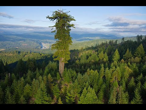 What are the similarities and differences between fungi and plant