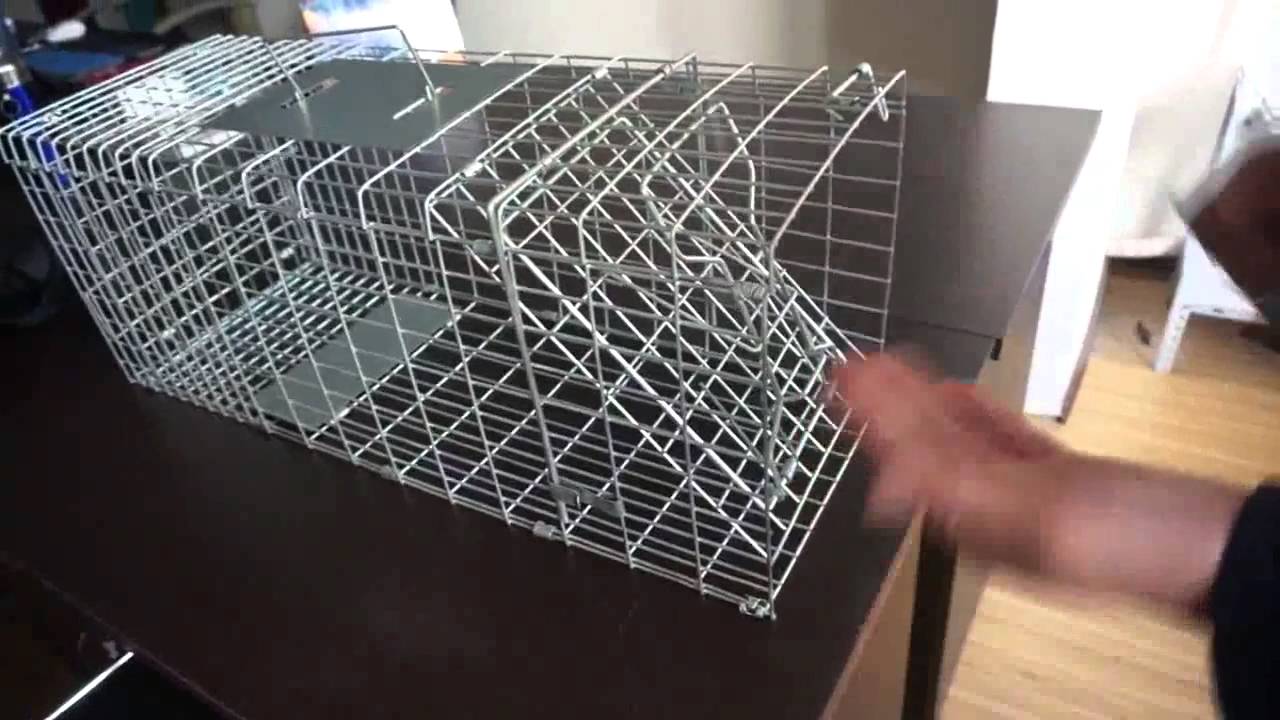 How To Assemble A Live Animal Trap