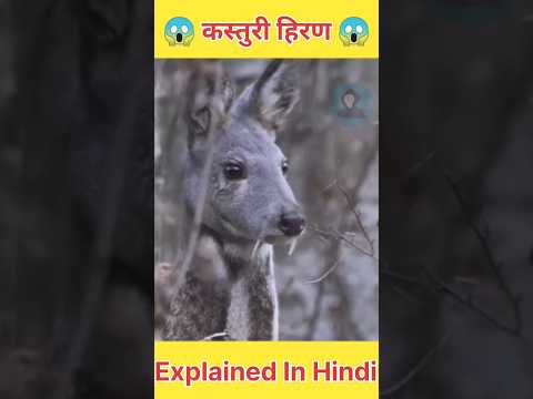 कस्तूरी मृग अनोखा हिरण | Musk Deer | Explained In Hindi #shorts