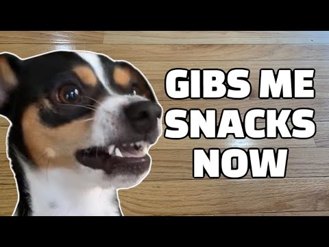 Angry Rat Terrier Throws Tantrum Over Snack