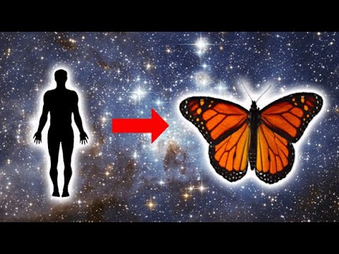 The meaning of the butterfly