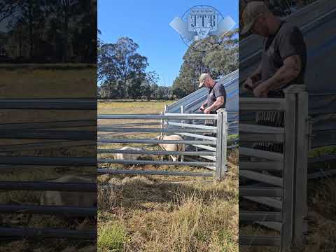 My go to humane method of slaughter #meat #lamb #slaughtering #butcher #boltgun #food #educational