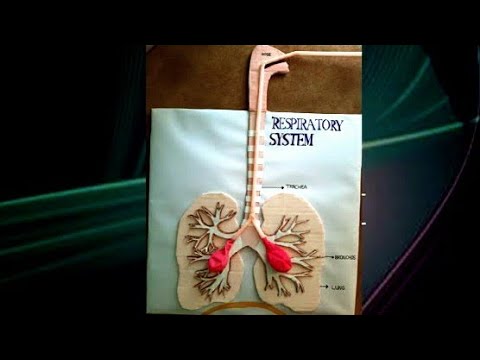 Respiratory system School project || 3D model